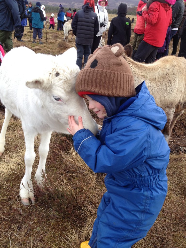 Adopt – The Cairngorm Reindeer Herd