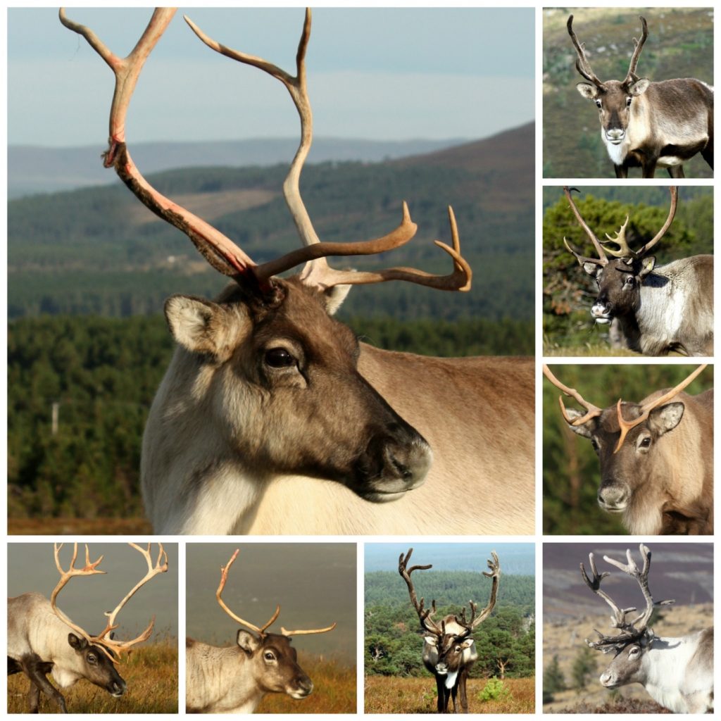 Featured Reindeer: Fly - The Cairngorm Reindeer Herd