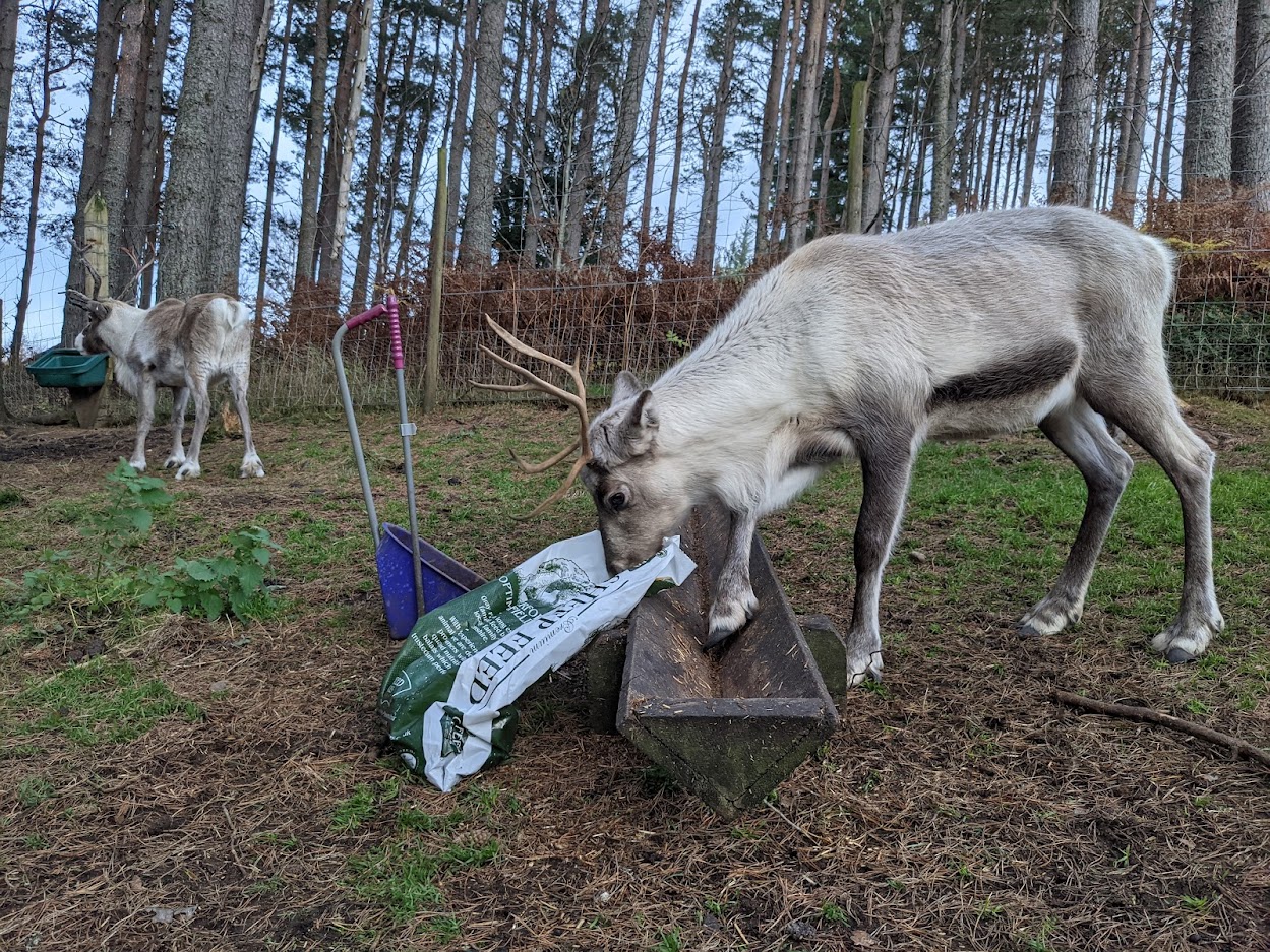 A typical day in the life of a reindeer herder - The Cairngorm Reindeer ...