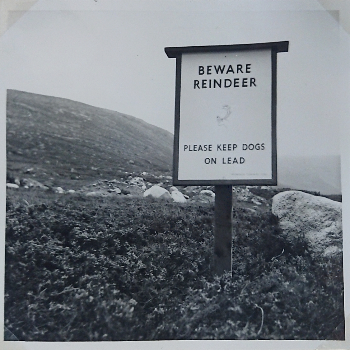 Past and Present Photo Blog - The Cairngorm Reindeer Herd