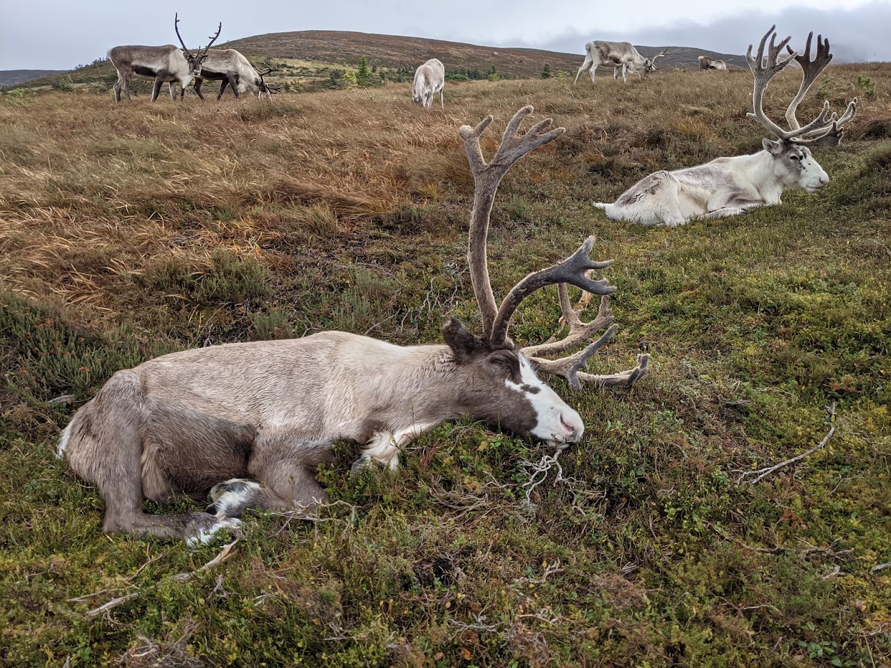 Sleeping Reindeer – The Cairngorm Reindeer Herd