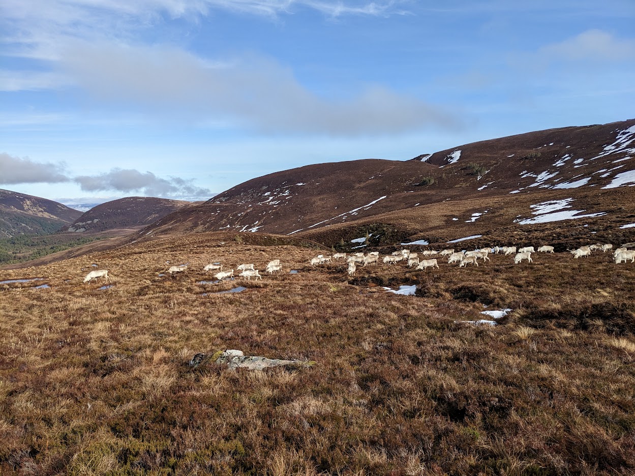 Photo blog: March 2023 - The Cairngorm Reindeer Herd