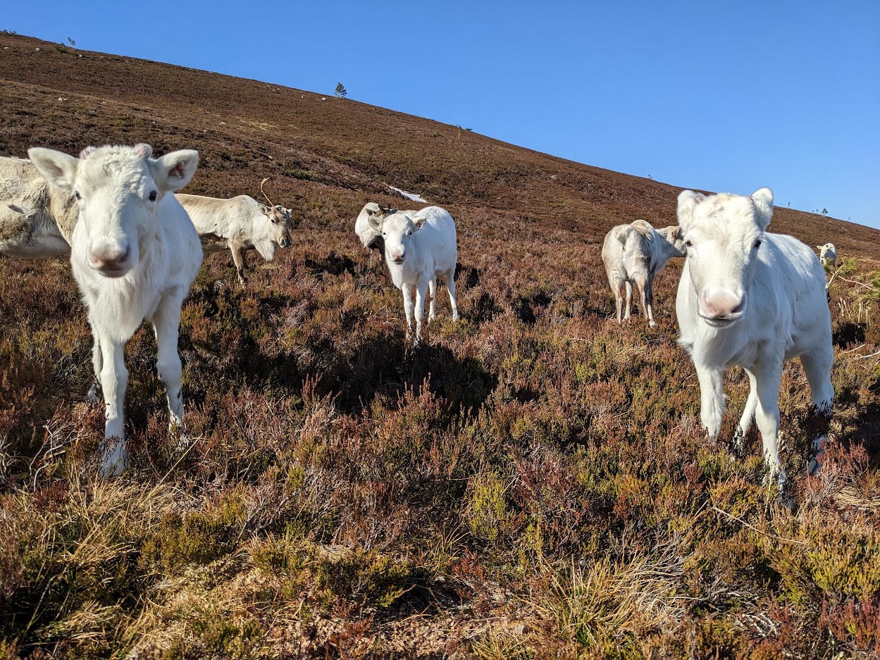 Photo Blog: April 2023 – The Cairngorm Reindeer Herd