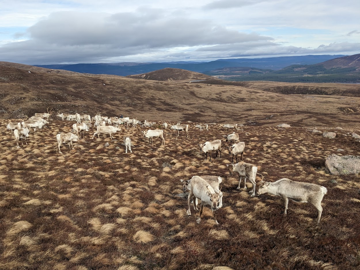 Photo Blog: April 2023 – The Cairngorm Reindeer Herd