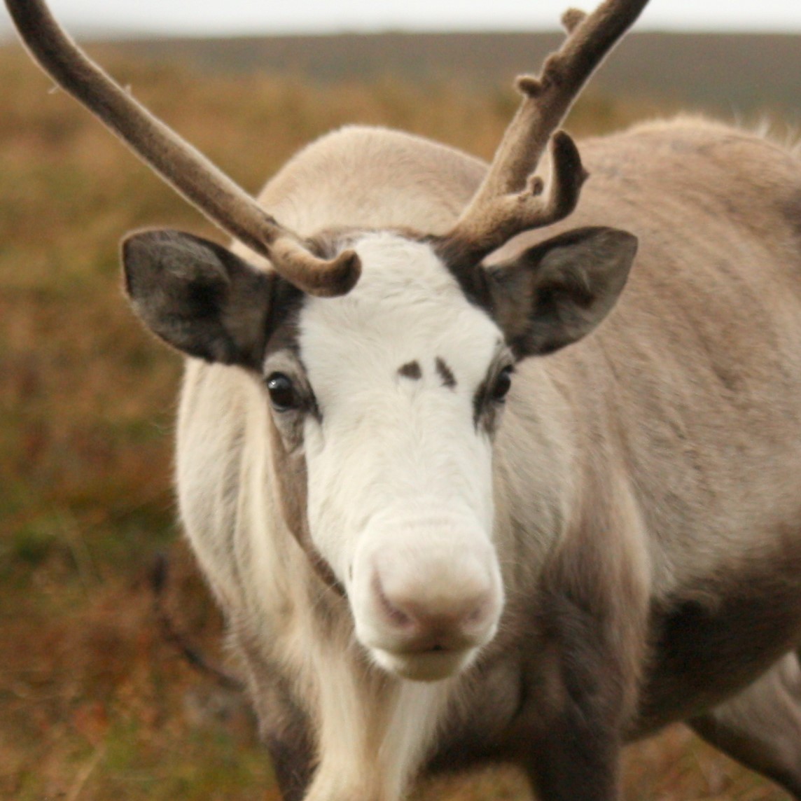 Adopt – The Cairngorm Reindeer Herd