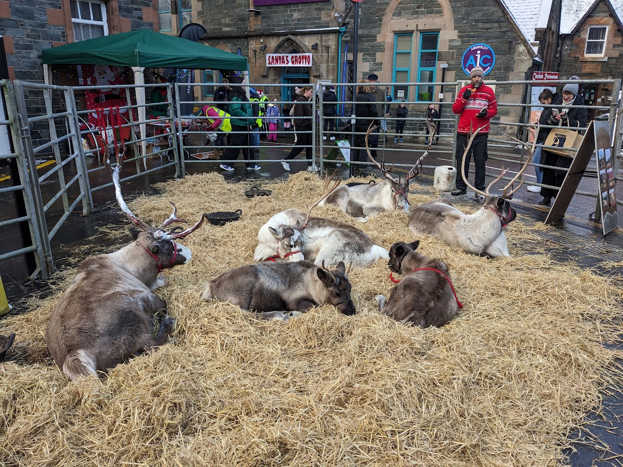 Photo Blog: December 2023 – The Cairngorm Reindeer Herd