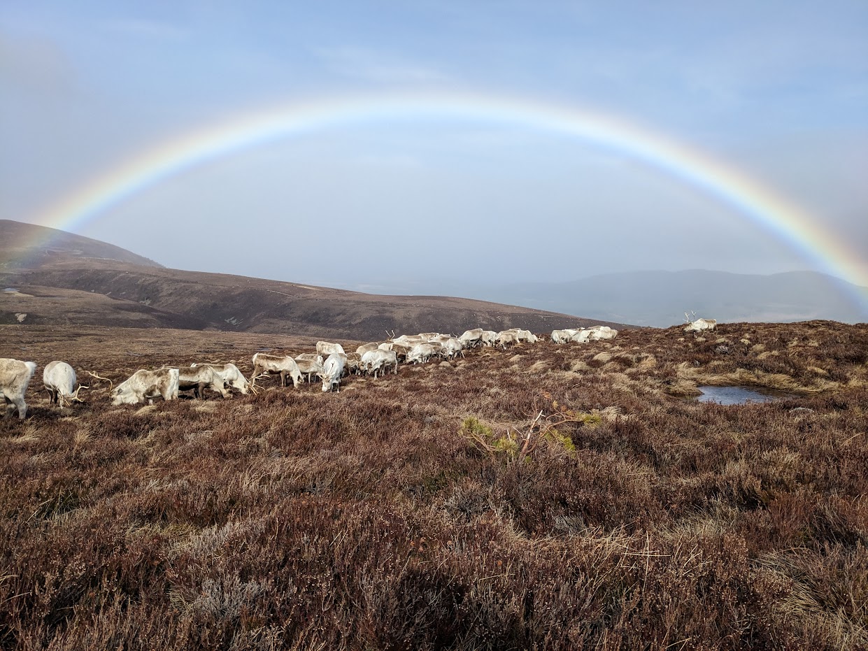 Photo Blog: March 2024 - The Cairngorm Reindeer Herd