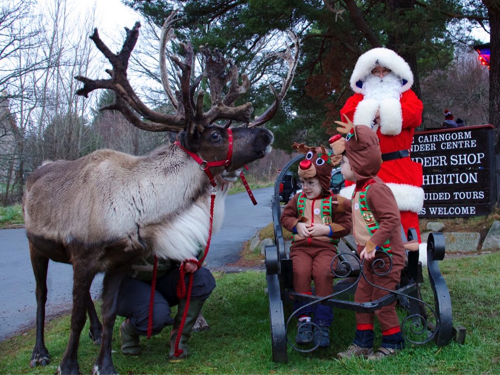 Christmas Reindeer Chaos - The Cairngorm Reindeer Herd