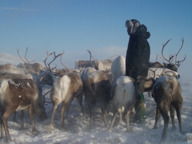 ‘Snow deer’ - The Cairngorm Reindeer Herd