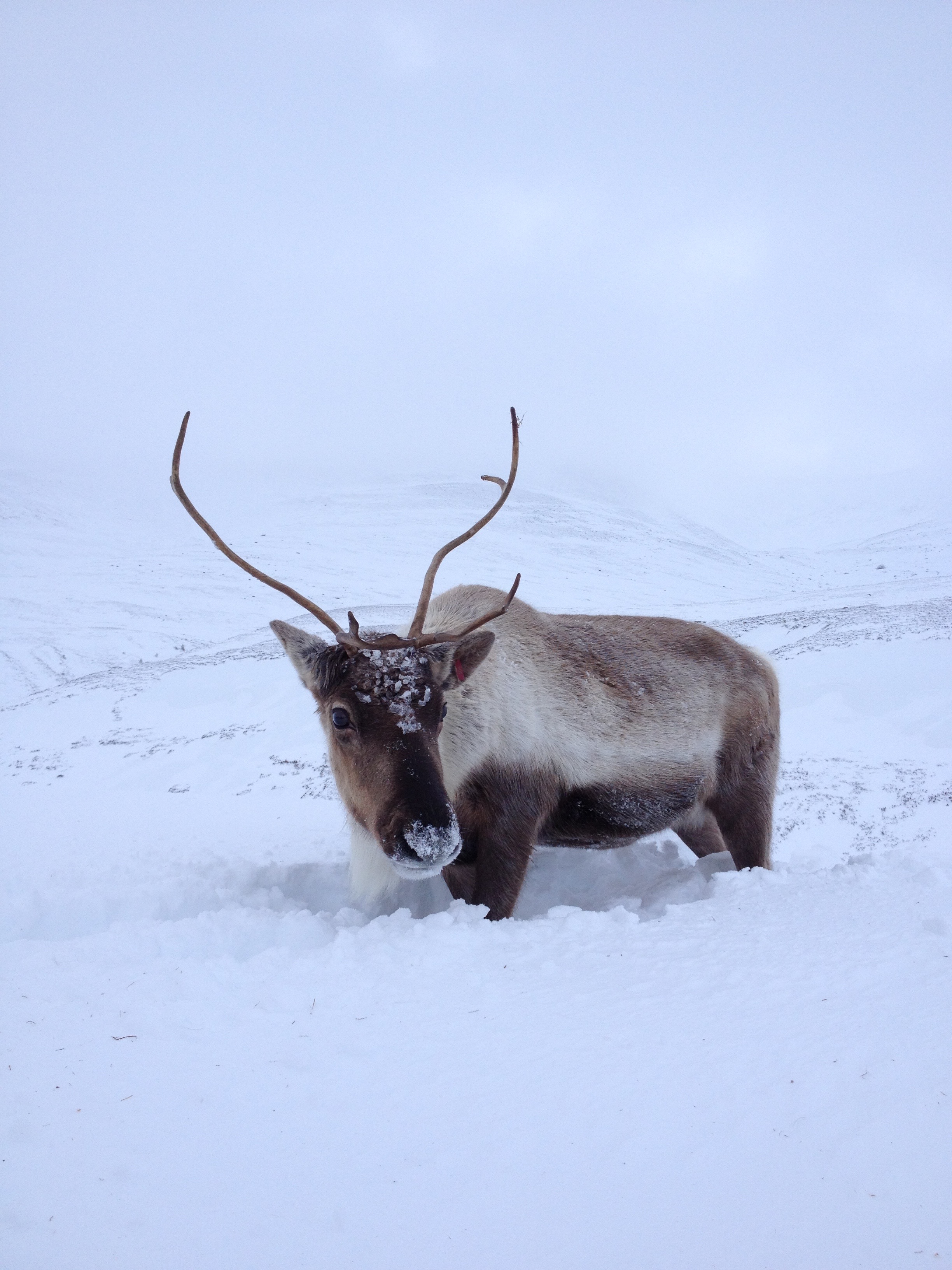 Keeping Warm - The Cairngorm Reindeer Herd