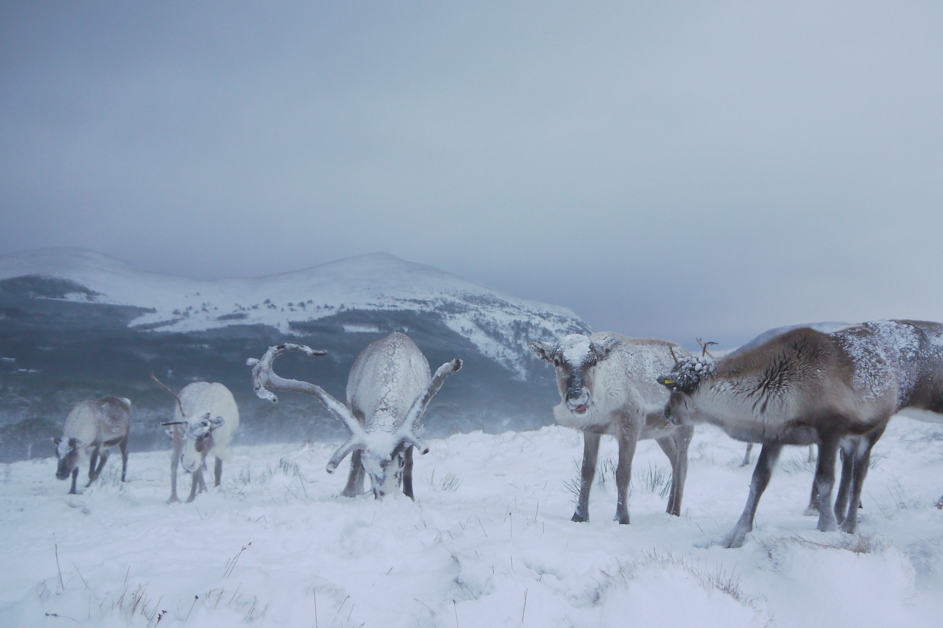 adaptations - The Cairngorm Reindeer Herd