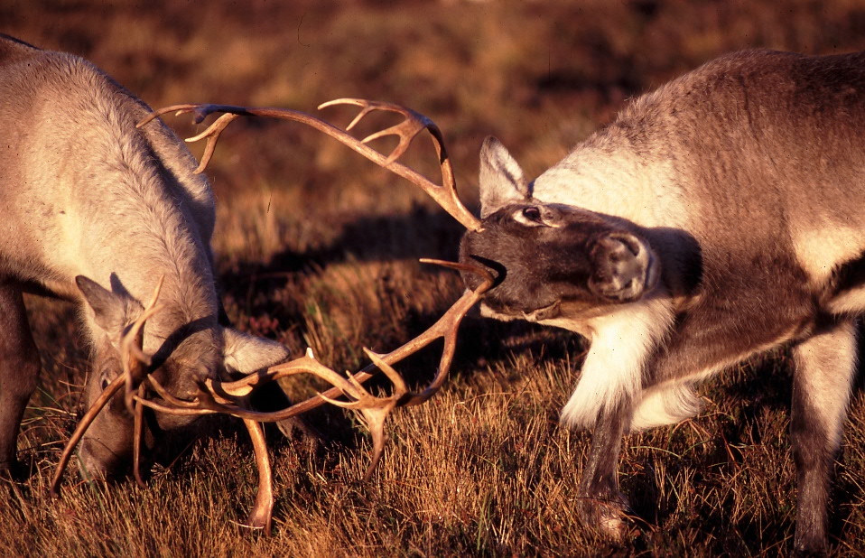 Calling all deer.. - The Cairngorm Reindeer Herd