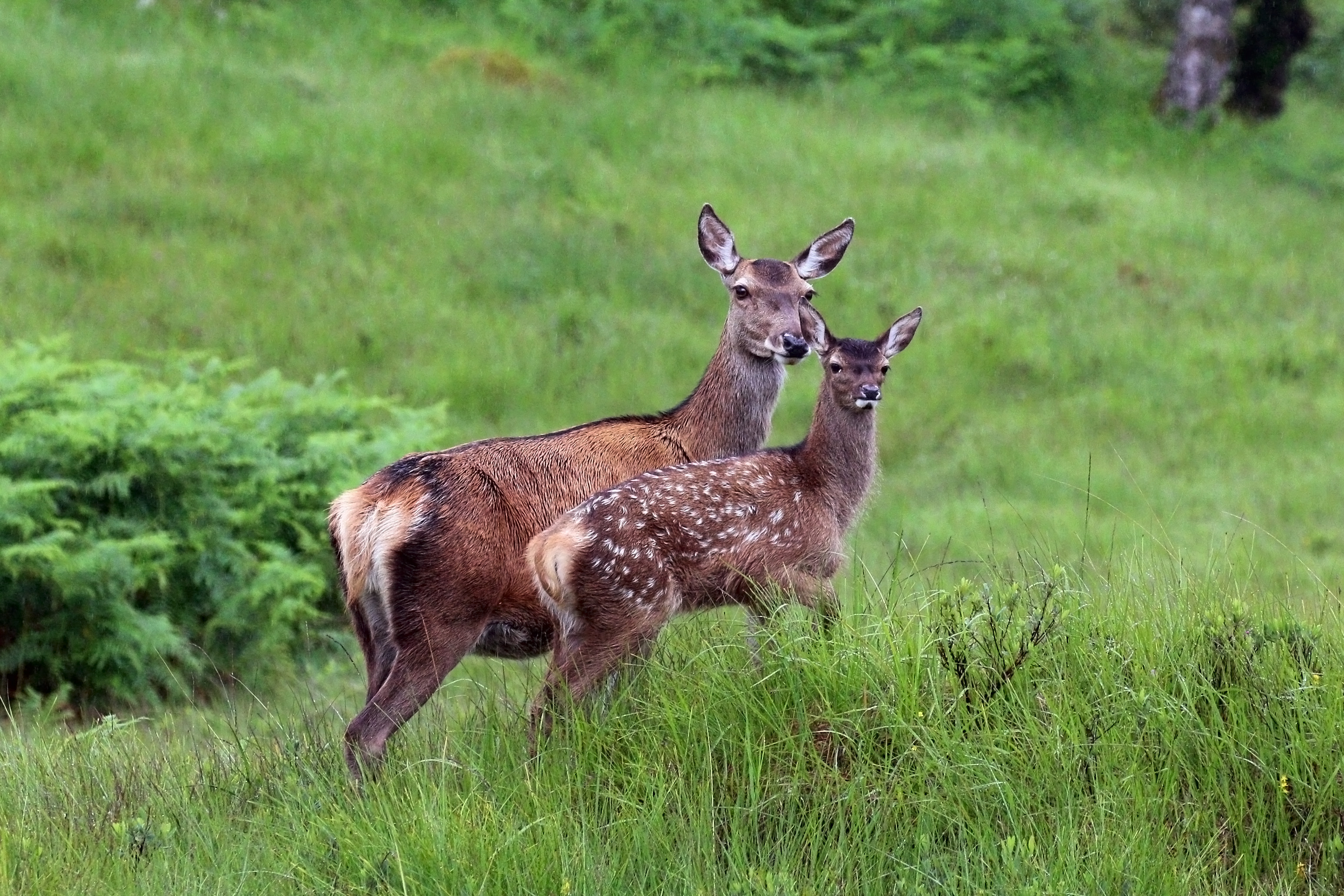 Calling all deer.. - The Cairngorm Reindeer Herd