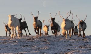Reindeer, Roe or Red: How to recognise your British deer - The ...