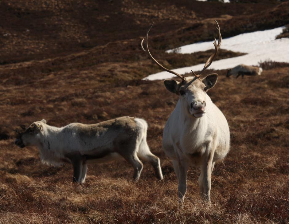 Exciting times ahead! - The Cairngorm Reindeer Herd