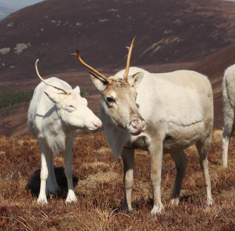 Exciting times ahead! - The Cairngorm Reindeer Herd