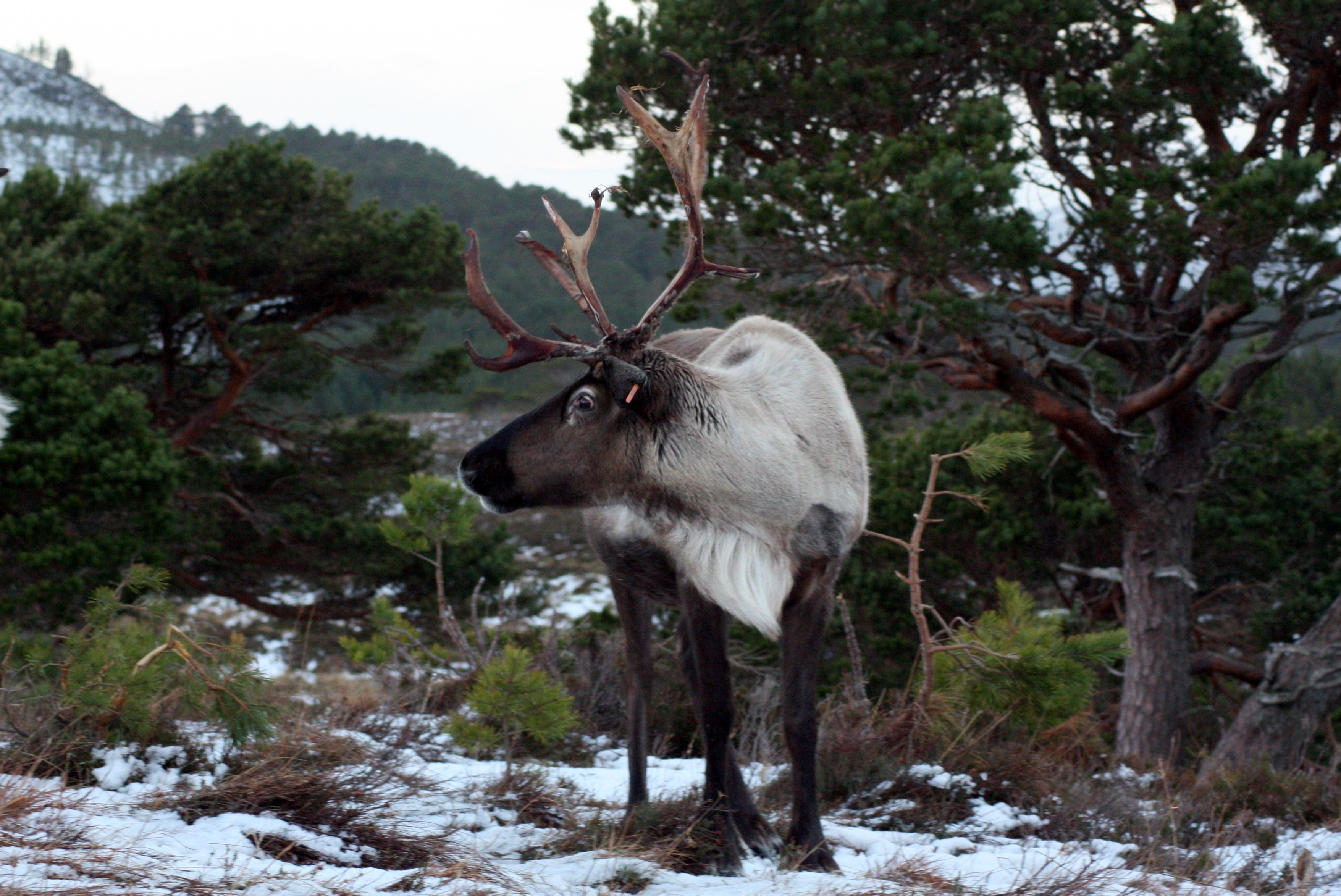 Grunter, The Monsterful - The Cairngorm Reindeer Herd
