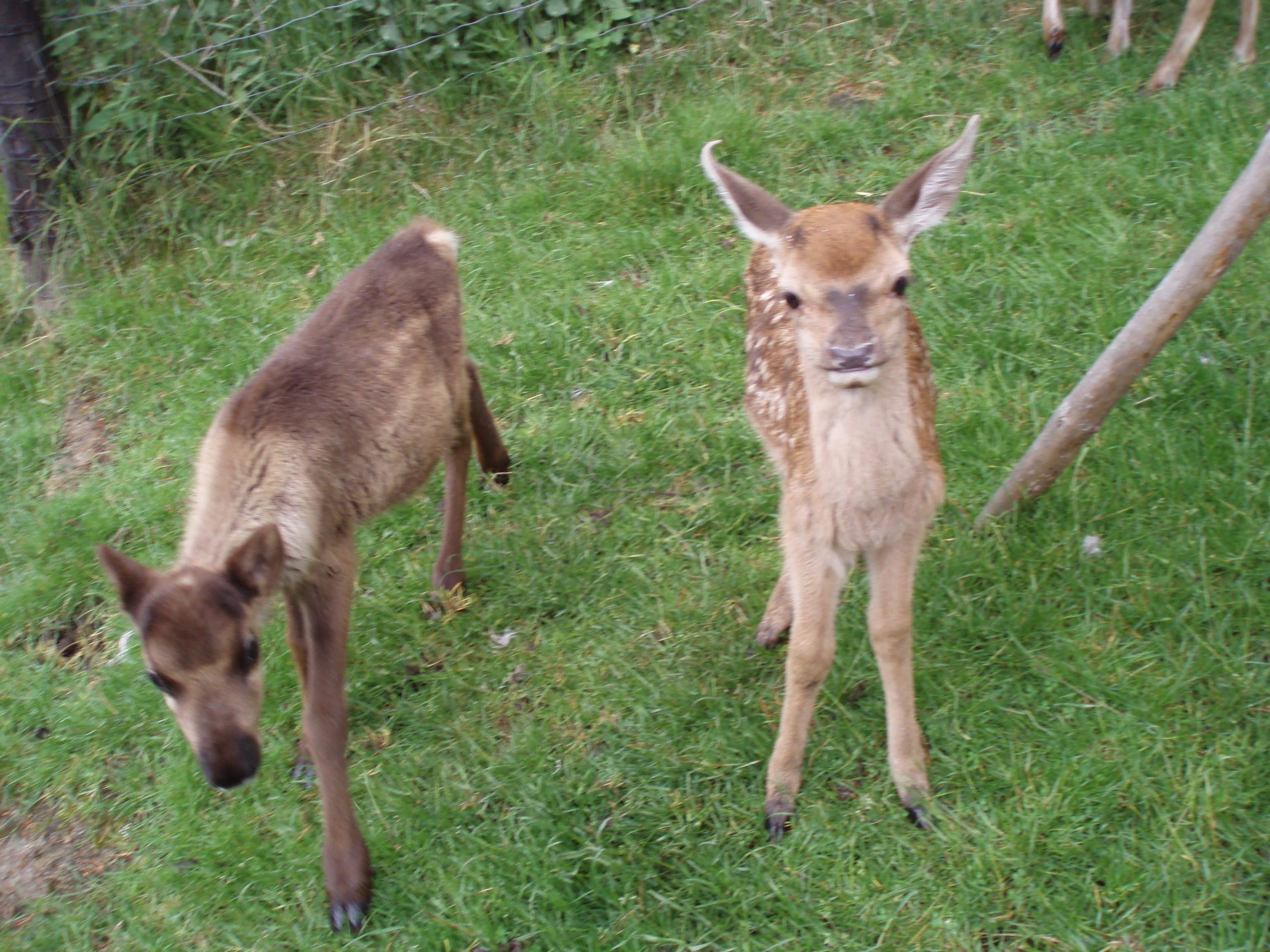 Grunter, The Monsterful - The Cairngorm Reindeer Herd