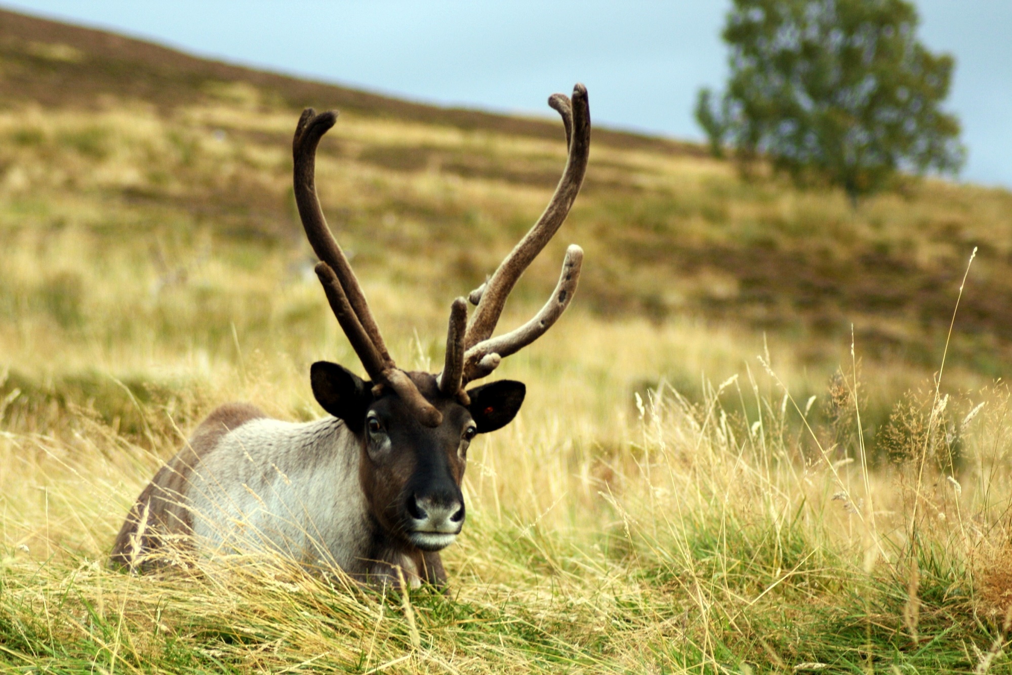 Grunter, The Monsterful – The Cairngorm Reindeer Herd