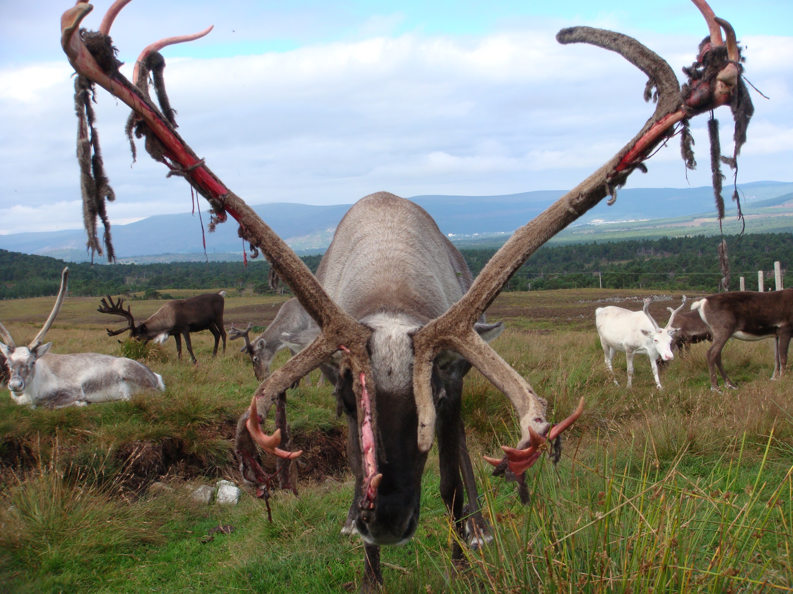 Antler stripping: A blog not for the faint of heart! - The Cairngorm ...
