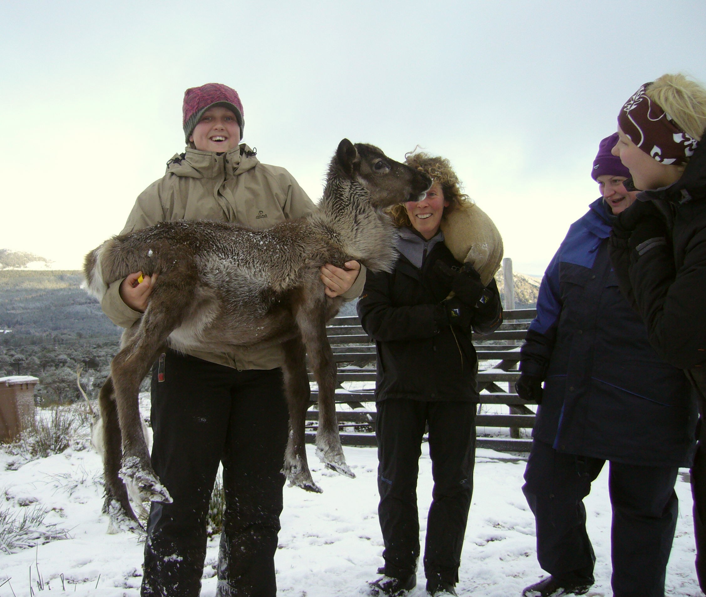 Grunter, The Monsterful - The Cairngorm Reindeer Herd