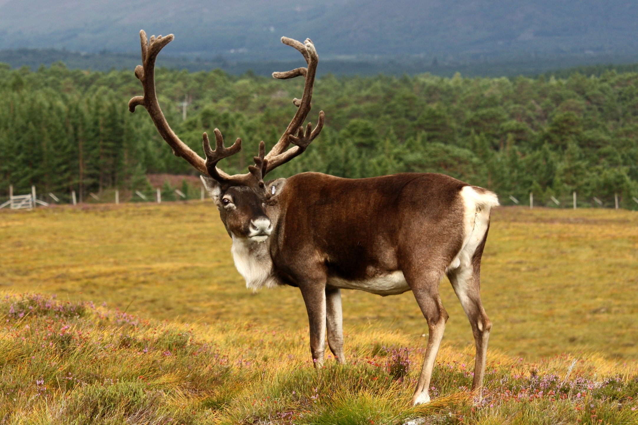 Quirky Reindeer! (part two) - The Cairngorm Reindeer Herd