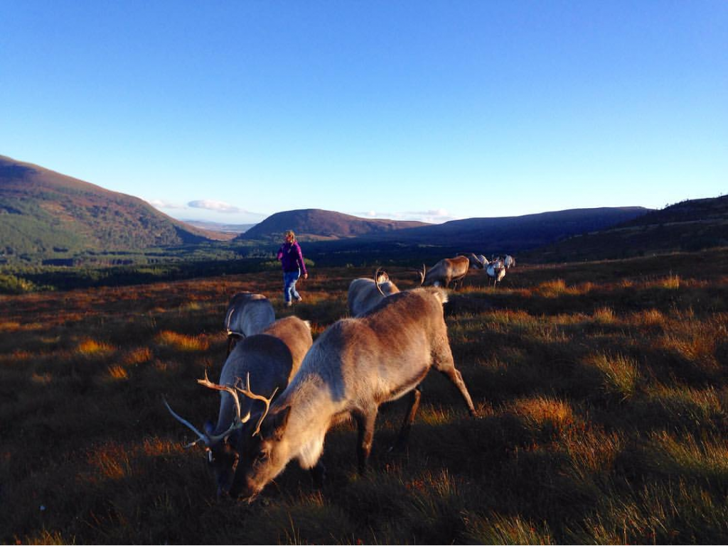 How I became a reindeer herder. 20 years in the making - The Cairngorm ...