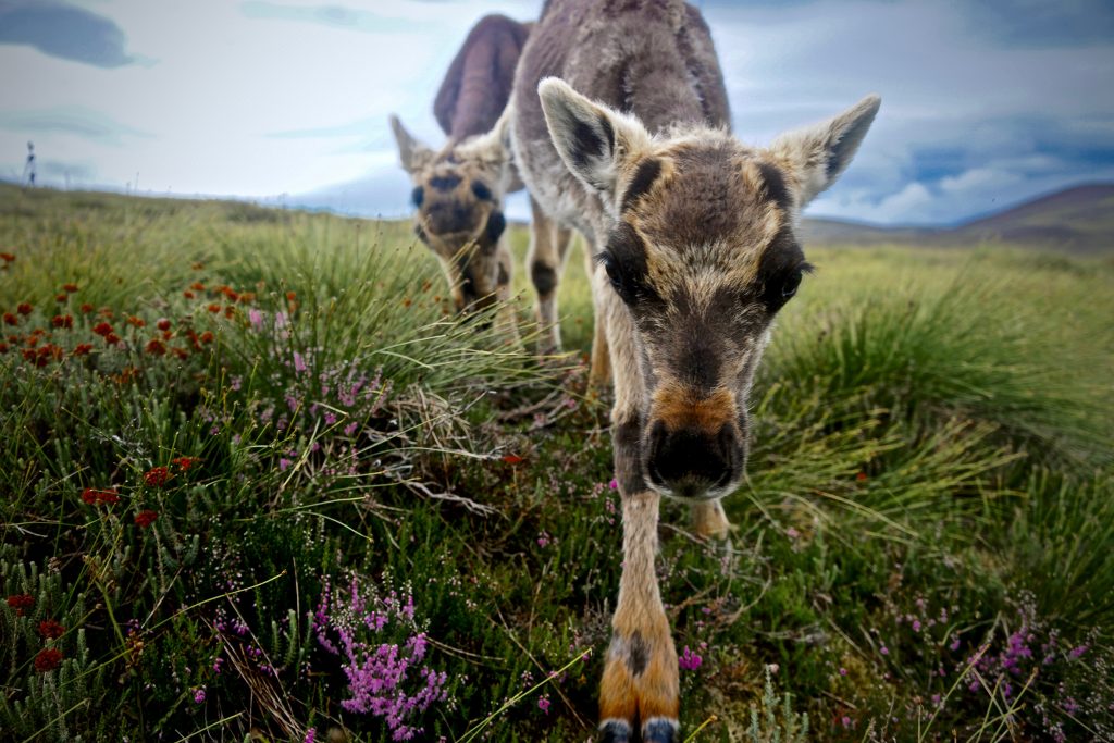 Julia’s photos - The Cairngorm Reindeer Herd
