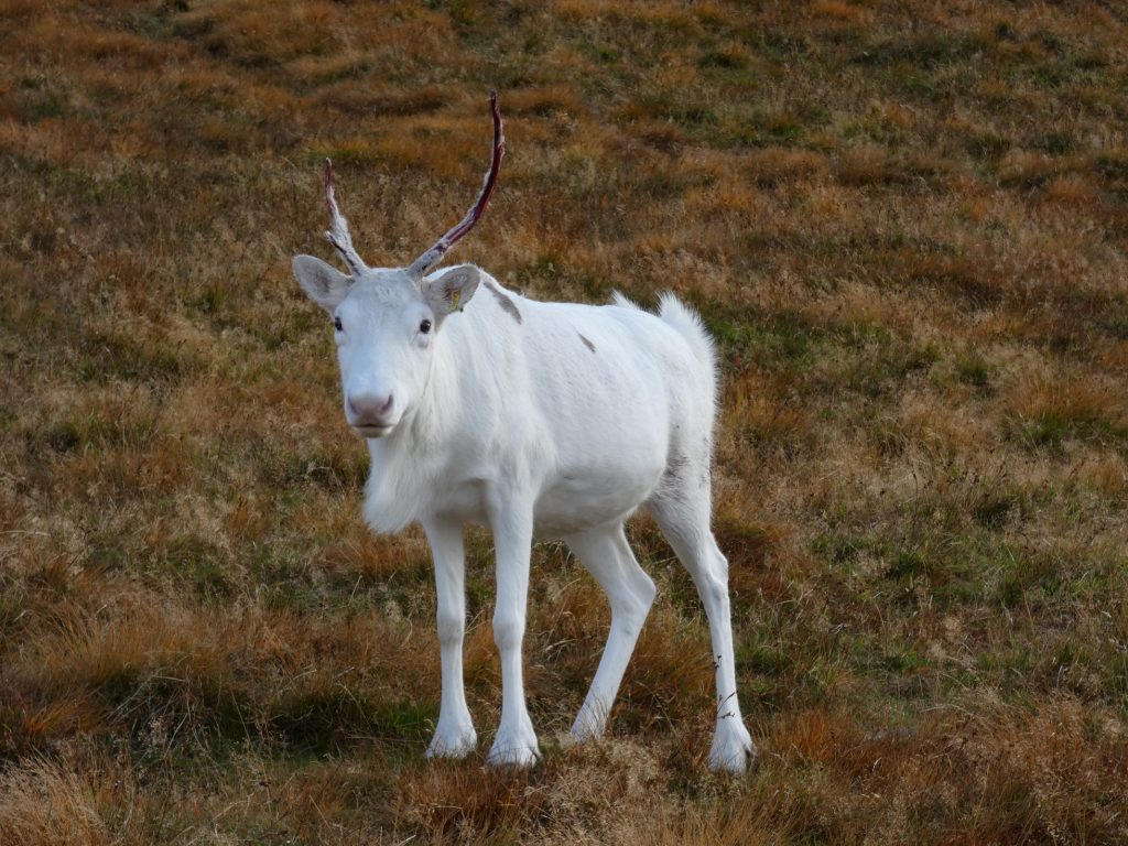 Reindeer Facts - The Cairngorm Reindeer Herd