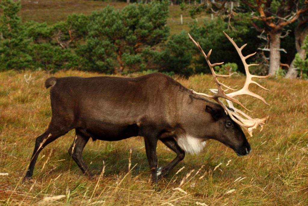 The extraordinary antlers of Pera - The Cairngorm Reindeer Herd