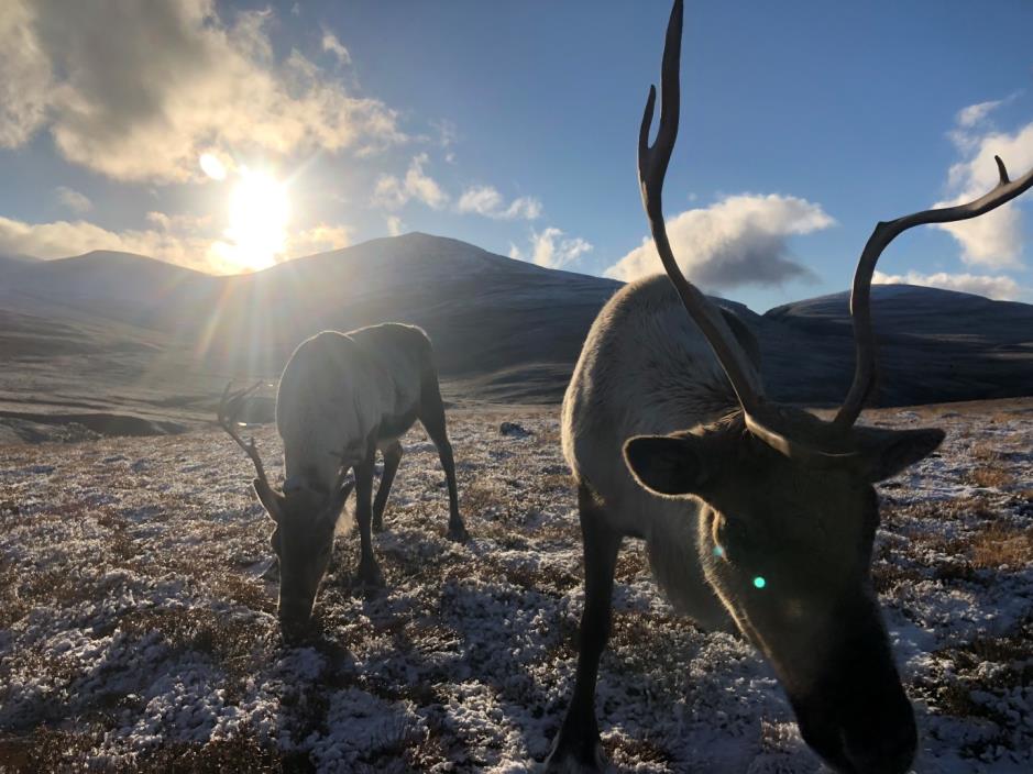The Mysterious Life of an American Reindeer Herder - The Cairngorm ...