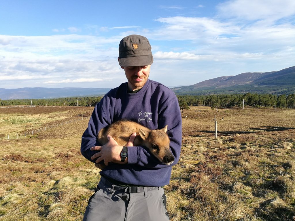 How I became a reindeer herder. 20 years in the making - The Cairngorm ...