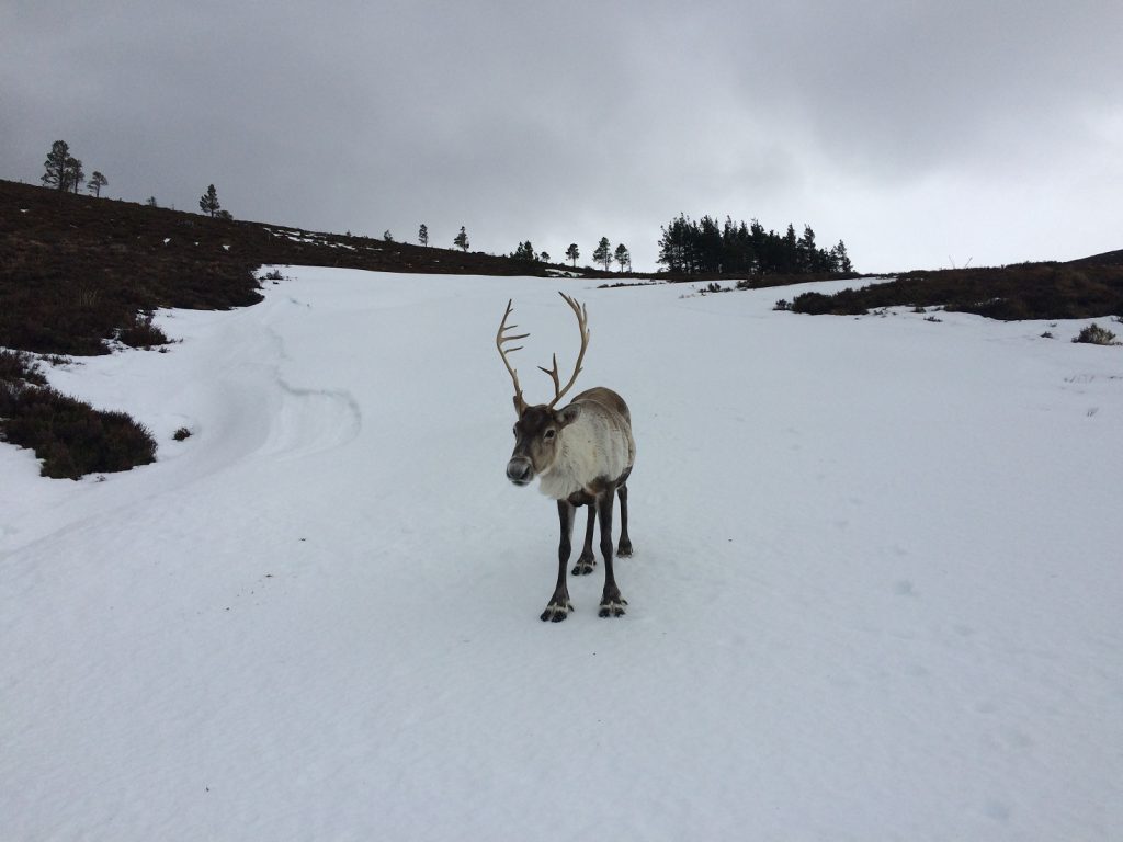 22nd February 2019 - The Cairngorm Reindeer Herd