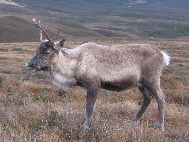 Memorable reindeer of the past: Scout - The Cairngorm Reindeer Herd