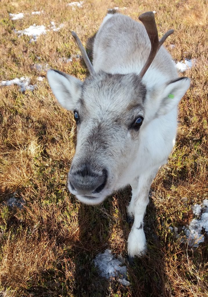 7th June 2019 - The Cairngorm Reindeer Herd