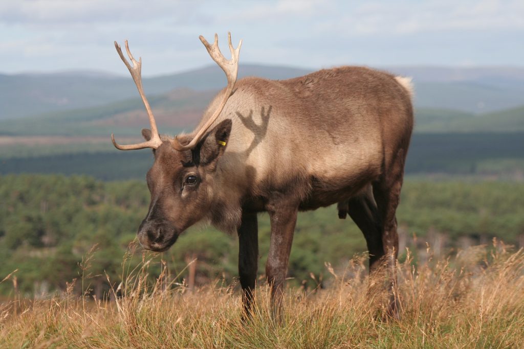 14th June 2019 - The Cairngorm Reindeer Herd