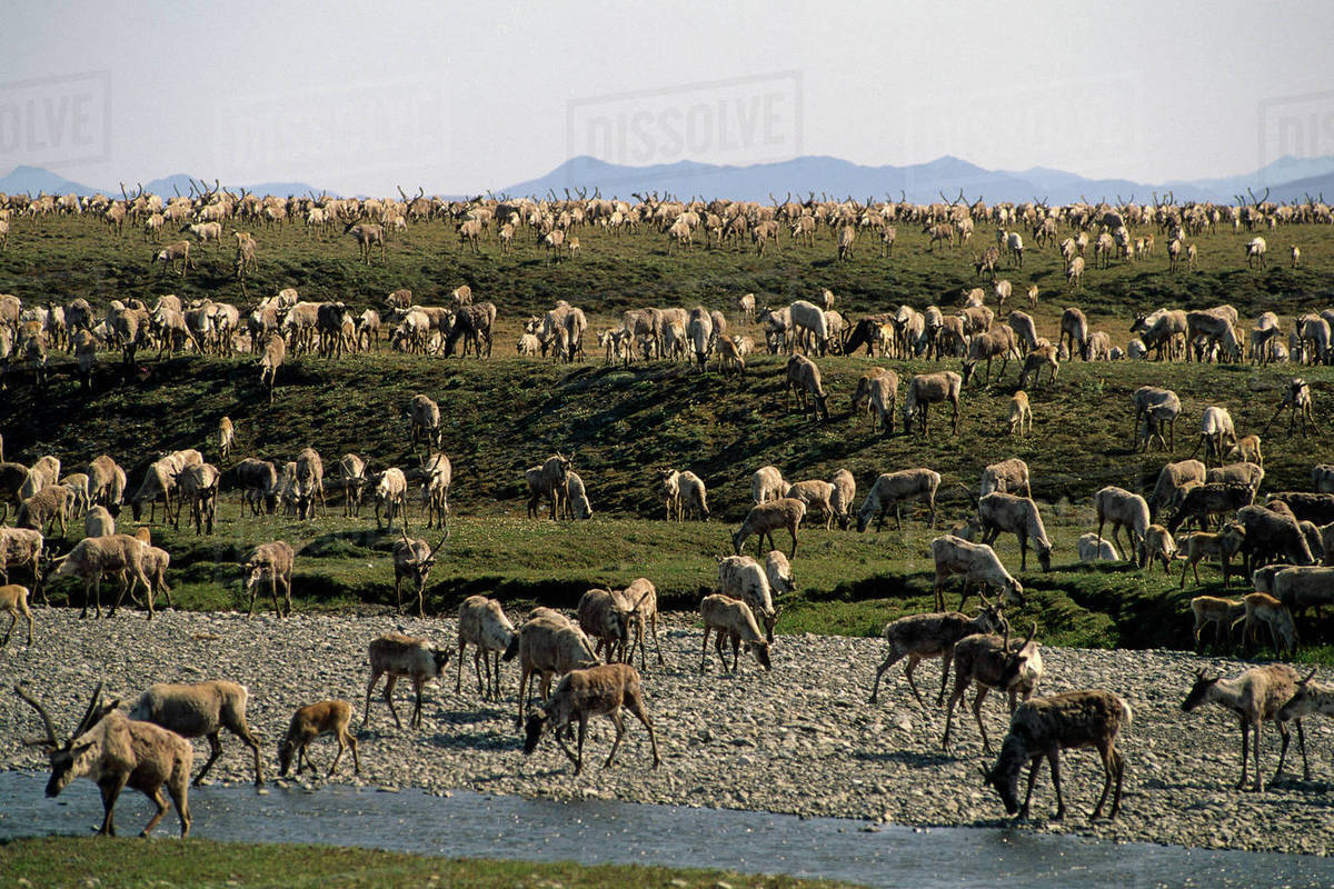 Reindeer as a Species - The Cairngorm Reindeer Herd