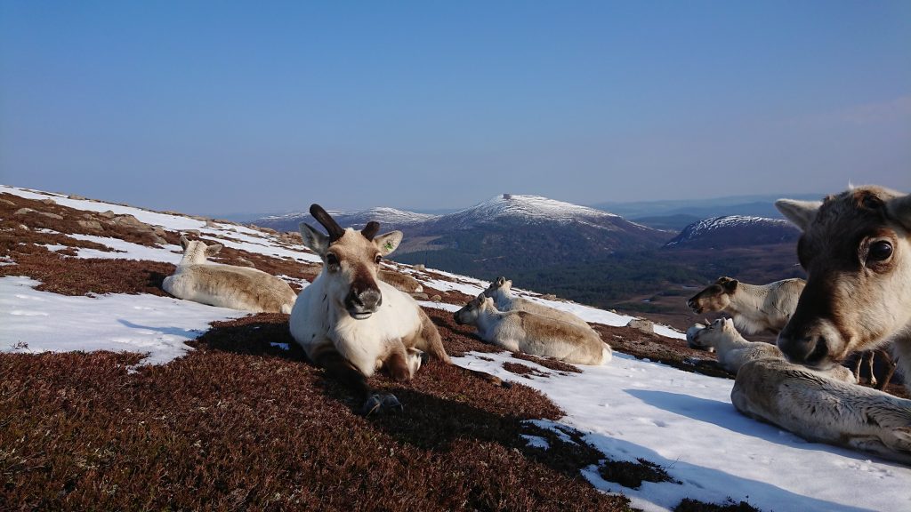 Fly’s spring antler growth - The Cairngorm Reindeer Herd