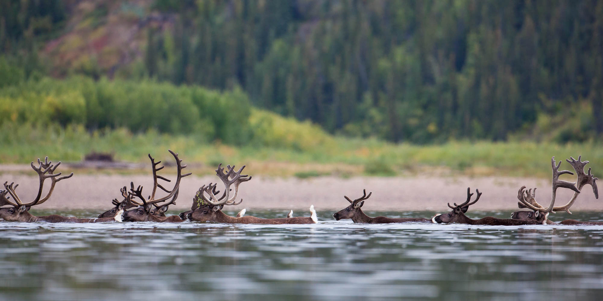 Can reindeer swim? - The Cairngorm Reindeer Herd