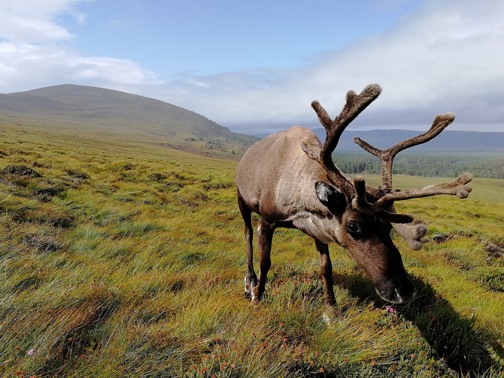 Ben’s Reindeer Herder Interviews (Part 1 of 3) - The Cairngorm Reindeer ...