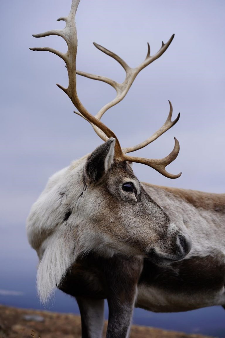 Okapi – a photo shoot - The Cairngorm Reindeer Herd
