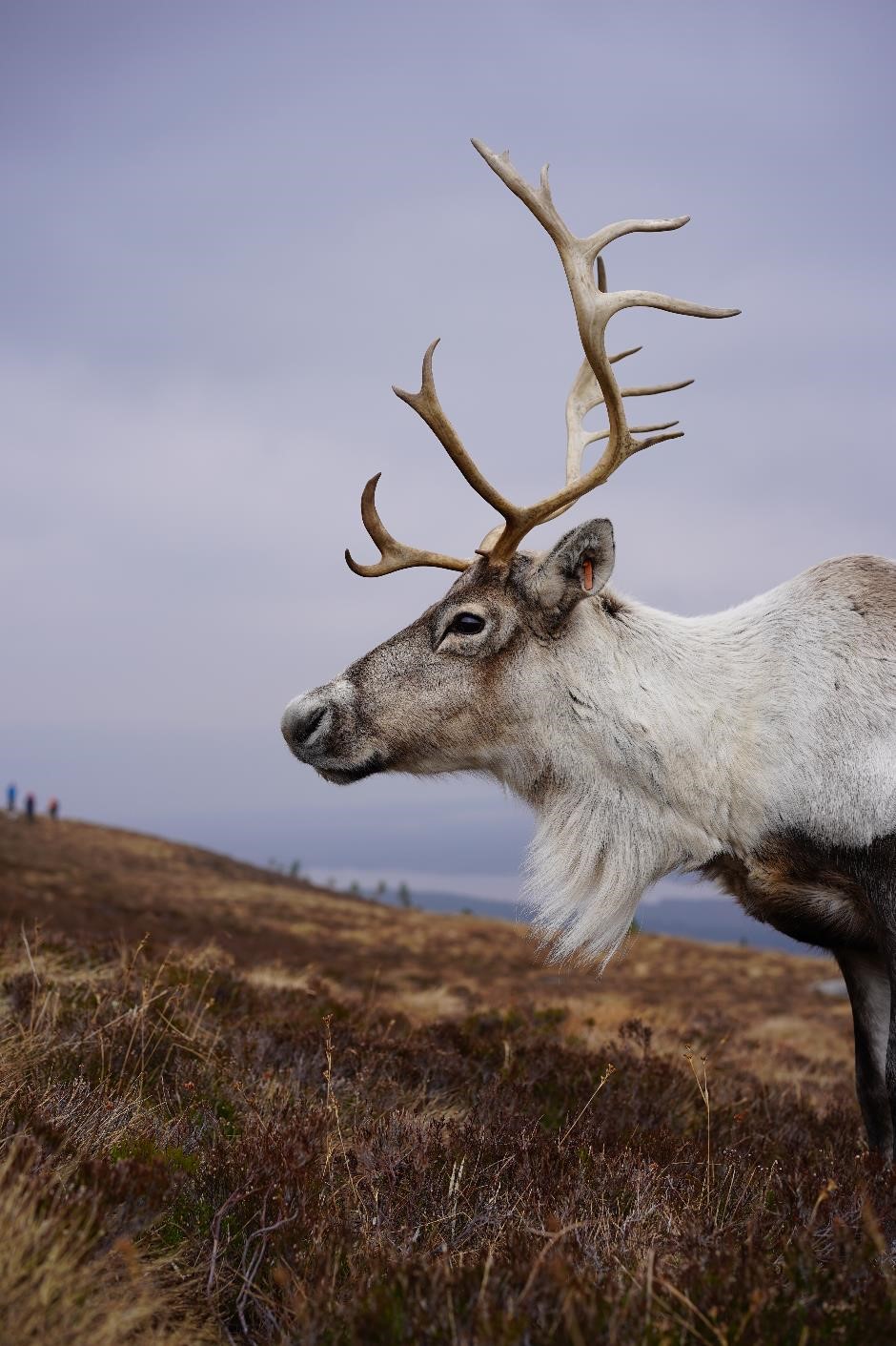 Okapi – a photo shoot - The Cairngorm Reindeer Herd