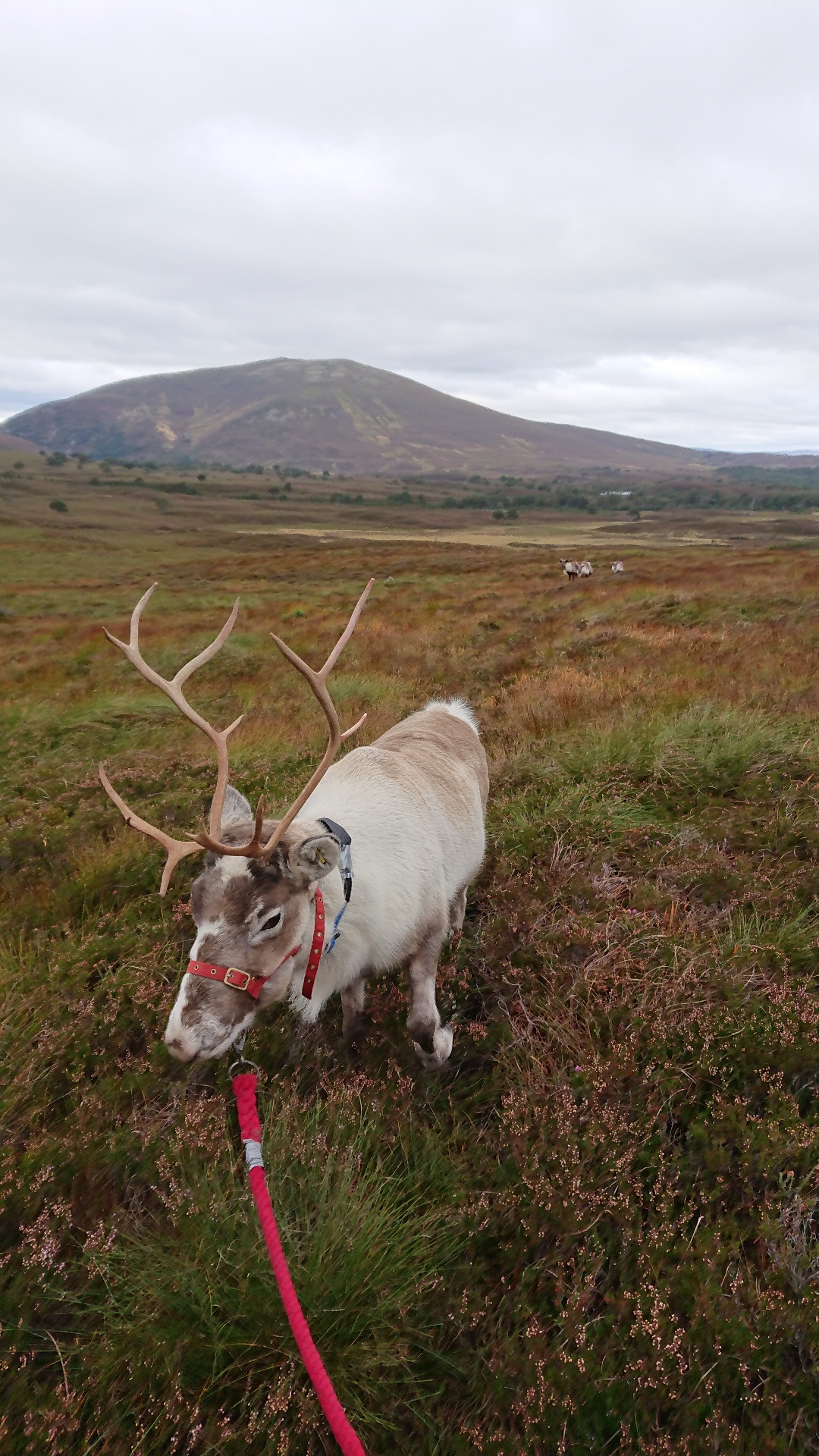 Reindeer Retrieval Mission - The Cairngorm Reindeer Herd