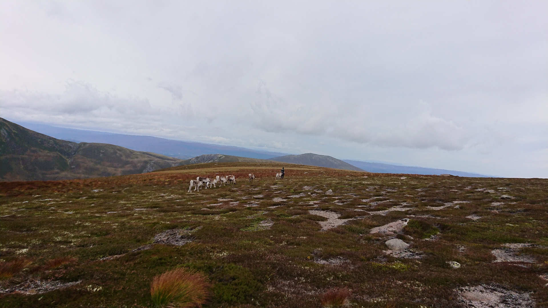 Reindeer Retrieval Mission – The Cairngorm Reindeer Herd