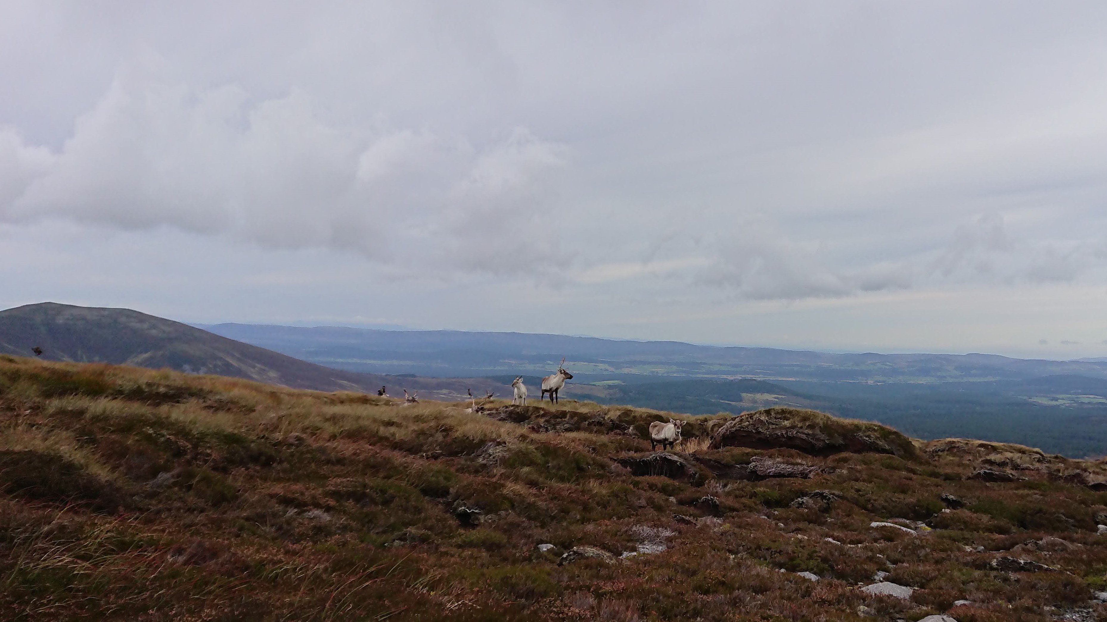 Reindeer Retrieval Mission – The Cairngorm Reindeer Herd