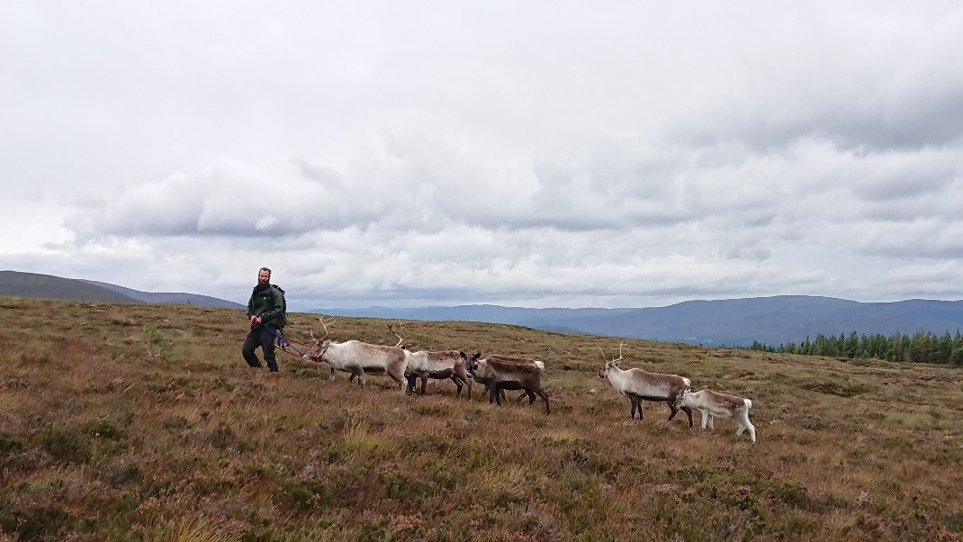 Reindeer Retrieval Mission – The Cairngorm Reindeer Herd