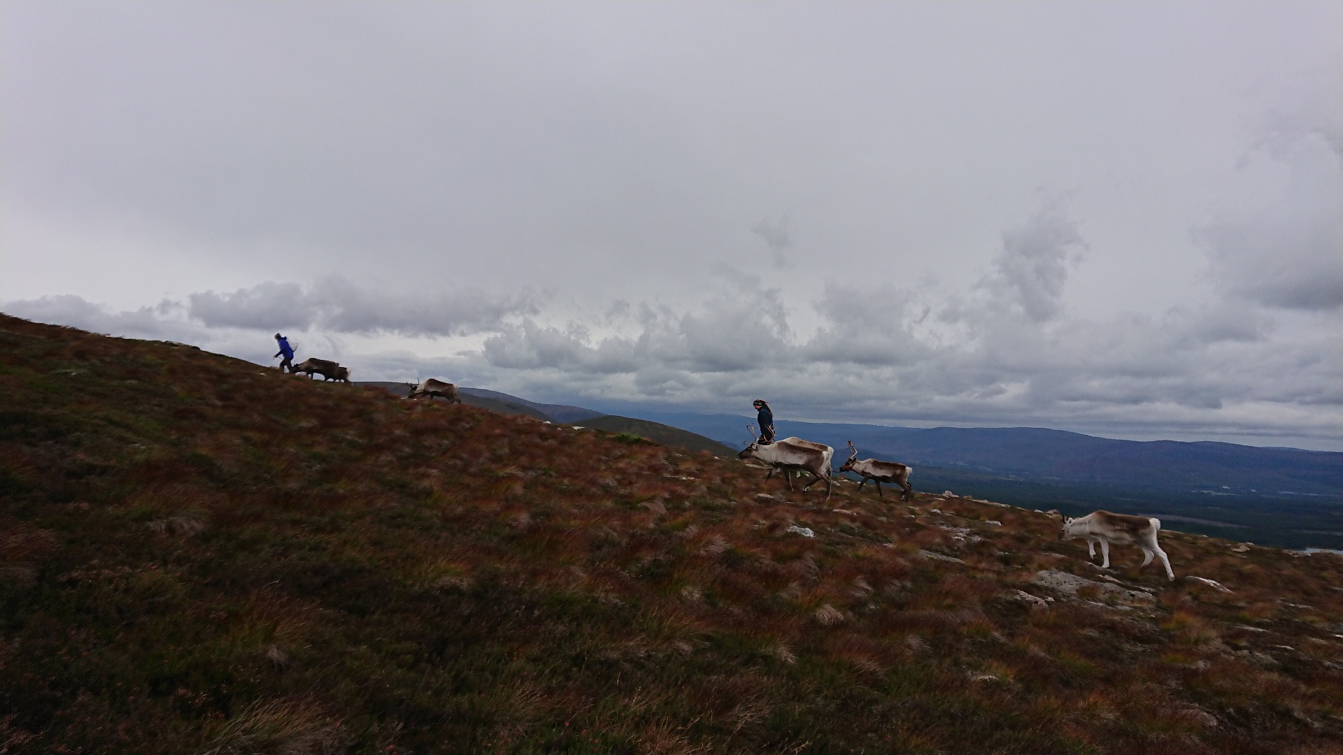 Reindeer Retrieval Mission – The Cairngorm Reindeer Herd