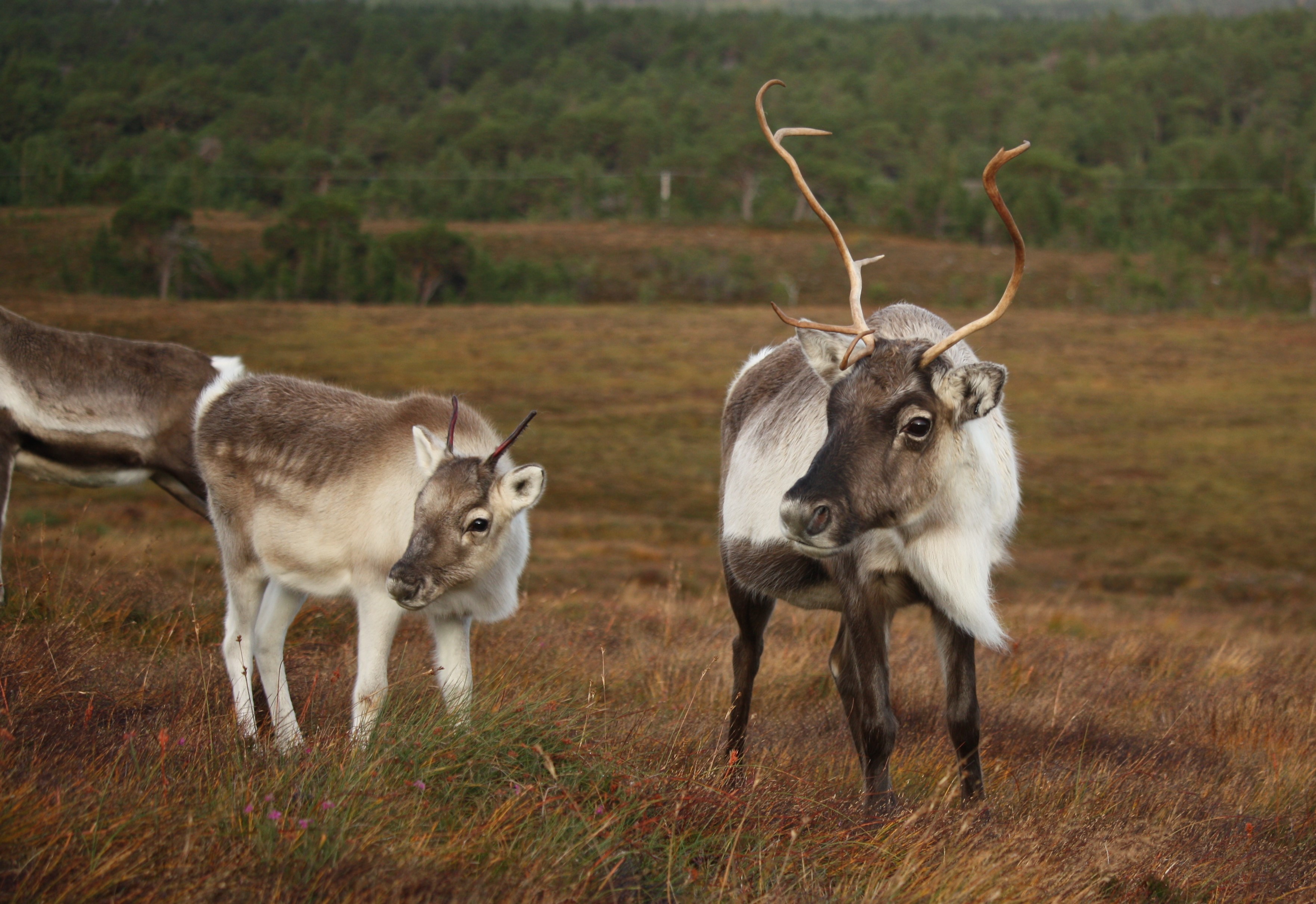 Reindeer Retrieval Mission – The Cairngorm Reindeer Herd