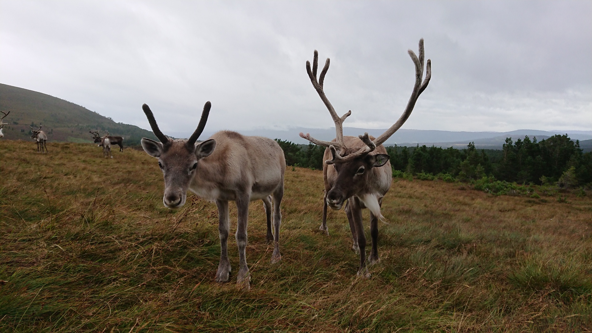 Family Ties – The Cairngorm Reindeer Herd