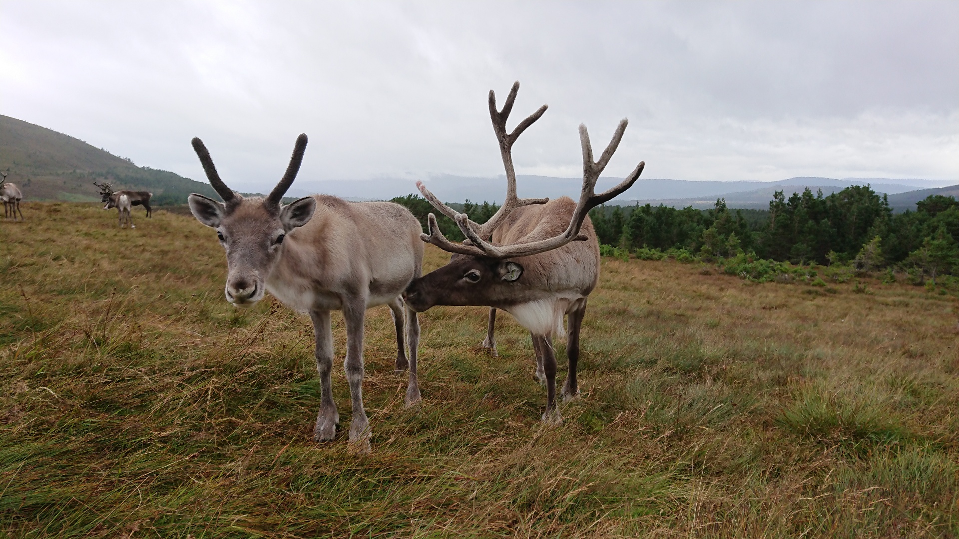 Family Ties – The Cairngorm Reindeer Herd
